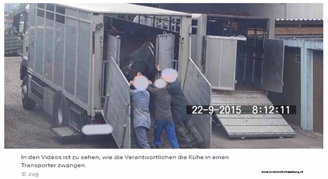 Schweizer Gericht stellt Persönlichkeits- vor das Tierrecht | GERATI